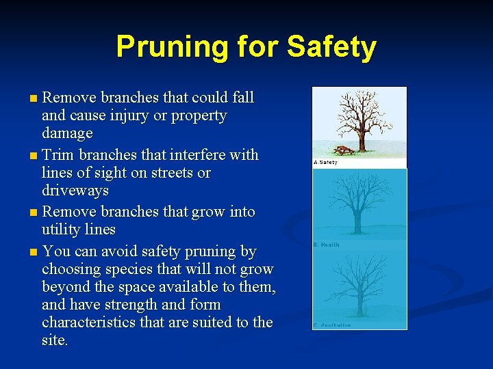 How to Prune Trees Introduction The objective of