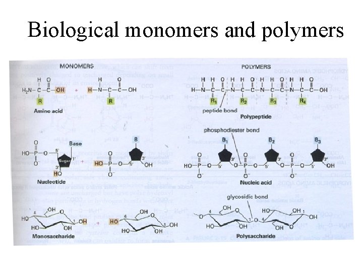 Introduction to the Biology of Mammalian Organisms Stan