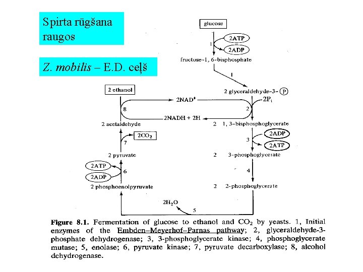 Rgana Anaerob elpoana RGANA Anaerobs metabolisks process kur
