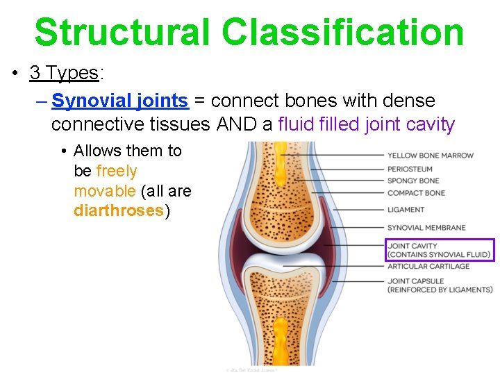 Overview Joints articulations the meeting places between 2