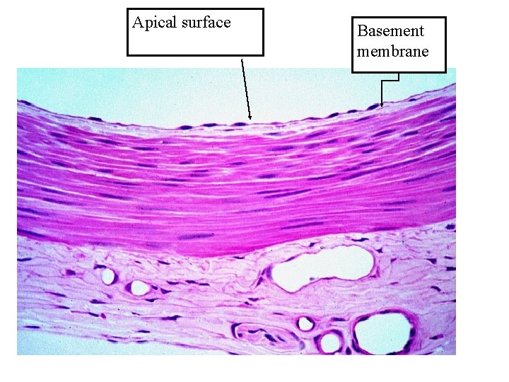 Objectives Name the four major tissue types and