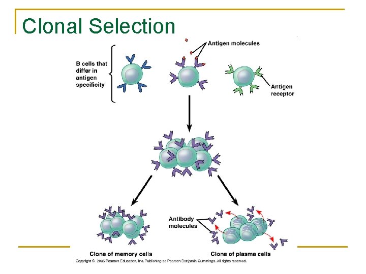 Immune System Types of Immunity n innate immunity