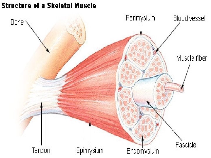 Muscles of the human body Muscle characteristics 605
