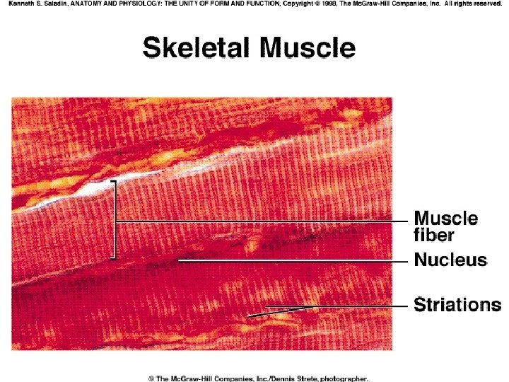 Muscles of the human body Muscle characteristics 605
