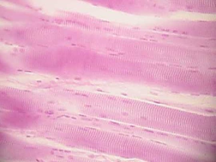 Muscles of the human body Muscle characteristics 605