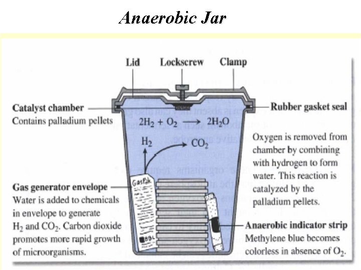 Anaerobic Bacteria Methods for excluding oxygen 1 Fluid