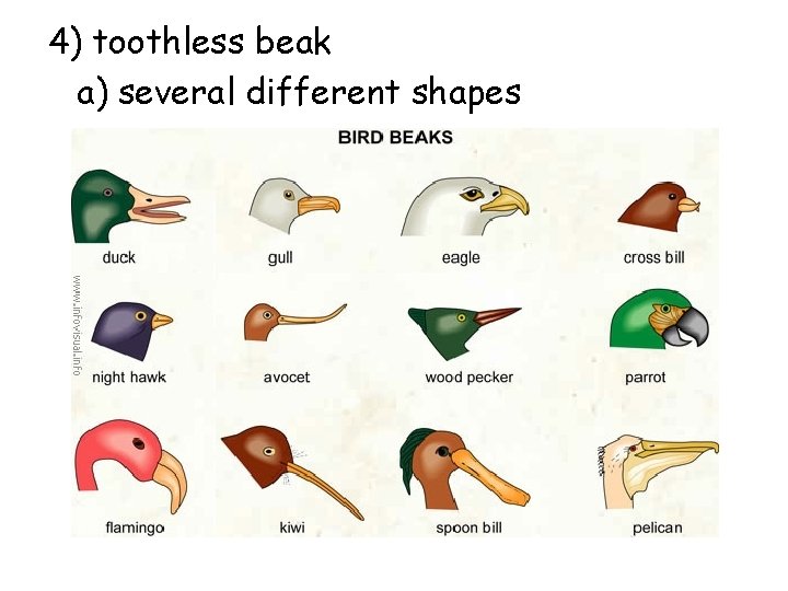 Vertebrate Animals I Phylum Chordata A 3 basic