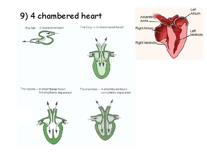 Vertebrate Animals I Phylum Chordata A 3 basic