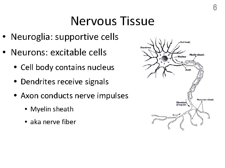 Nervous System Chapter 37 BIOL 1000 Dr Mohamad