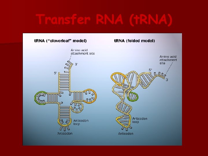 SINTESIS PROTEIN Transfer RNA t RNA m RNA