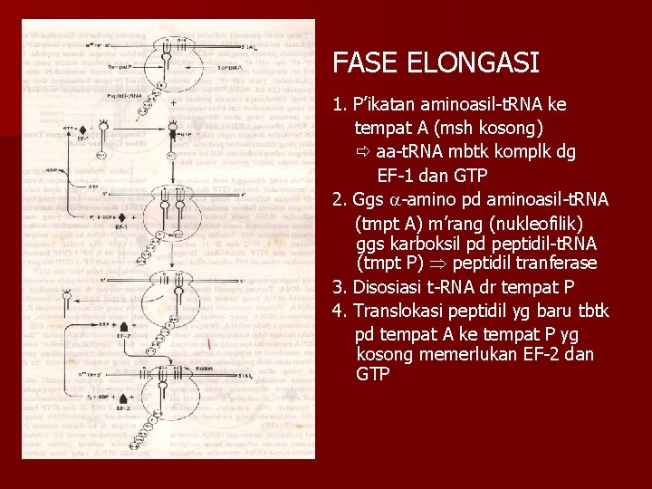 SINTESIS PROTEIN Transfer RNA t RNA m RNA