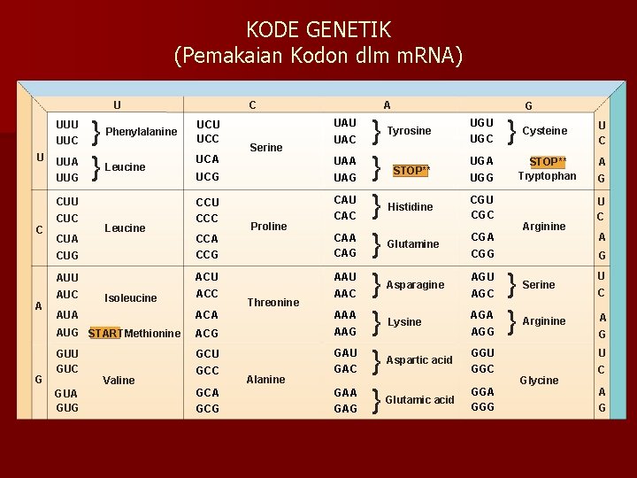 SINTESIS PROTEIN Transfer RNA t RNA m RNA