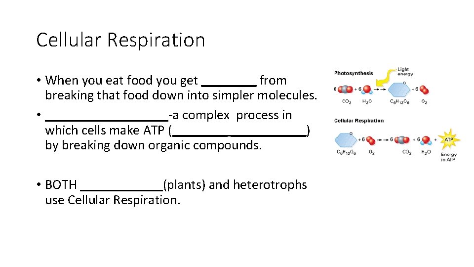 Cellular Respiration Cellular Respiration When you eat food