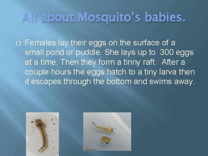 MOSQUITO Myleah Sperbeck Introduction What gives people diseases