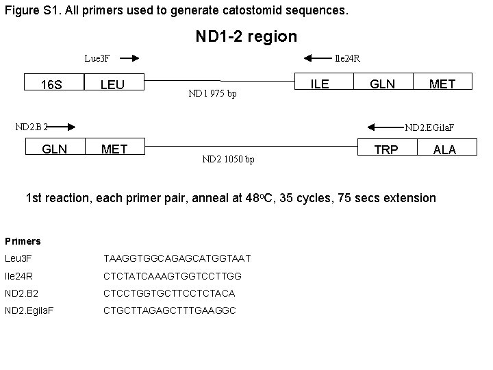 Figure S 1 All primers used to generate