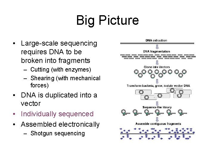 Methods in DNA Sequencing Big Picture Largescale sequencing