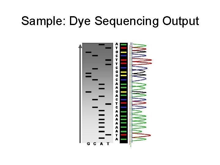 Methods in DNA Sequencing Big Picture Largescale sequencing