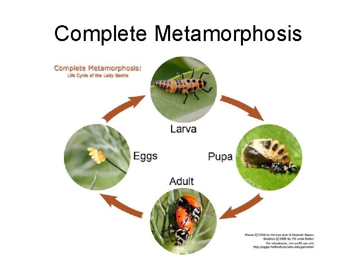 Life Cycles Metamorphosis Process in which some animals