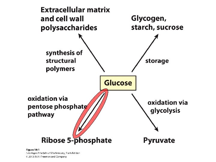 3 Pentozofosftu ce Kalvina cikls Biomija I U