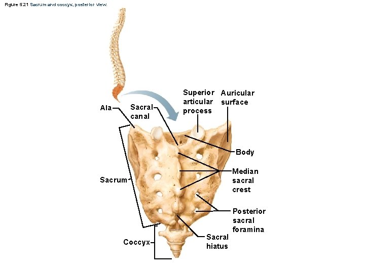 Chapter 5 Skeletal System Axial Skeleton Vertebral Column