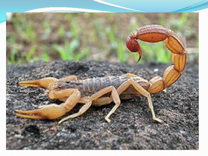 scorpion poisoning Presented by Meriam Nabil Nasseif Assistant