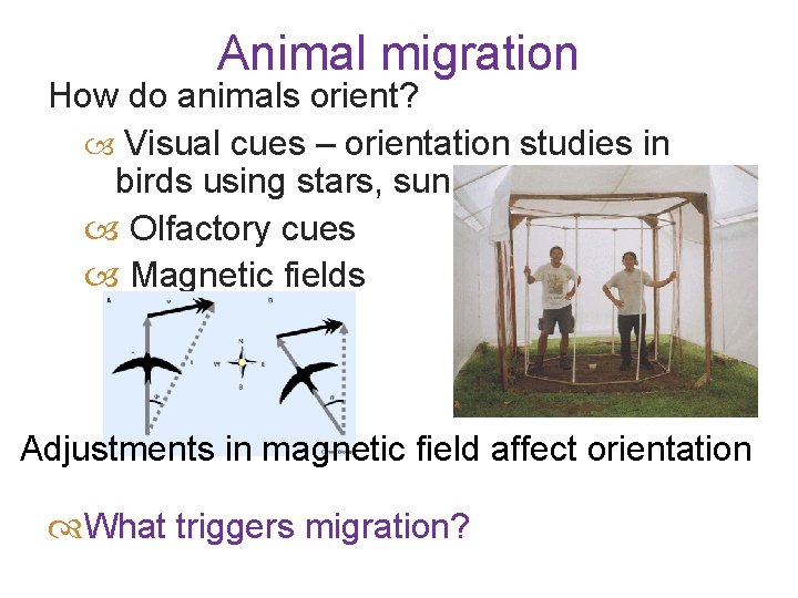 Animal migration How do animals orient Visual cues
