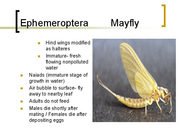 FRESHWATER INSECTS PARASITES BY GARY BATES Freshwater Insects
