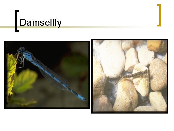 FRESHWATER INSECTS PARASITES BY GARY BATES Freshwater Insects