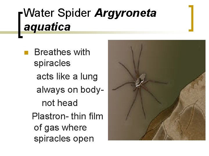 FRESHWATER INSECTS PARASITES BY GARY BATES Freshwater Insects