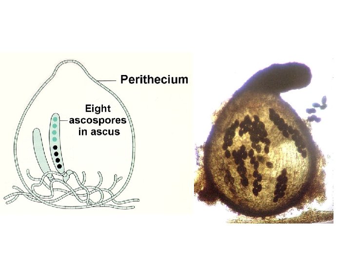 Sordaria Meiosis Lab Sample of Sordaria in petri