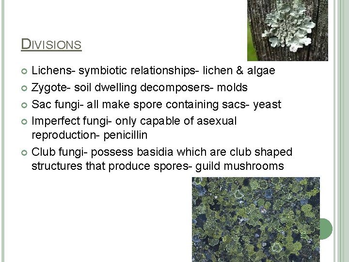 CLASSIFICATION FUNGI Biology Miss Schwippert IMPORTANCE role as