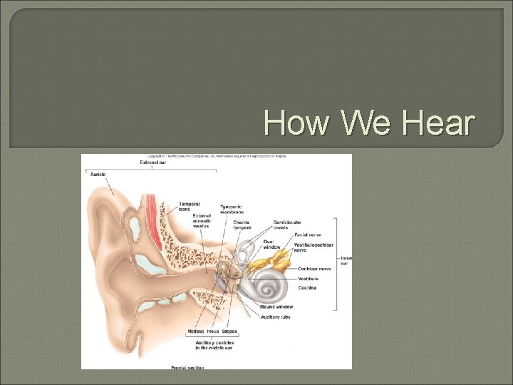How We Hear Pathways of Sound Our Ears