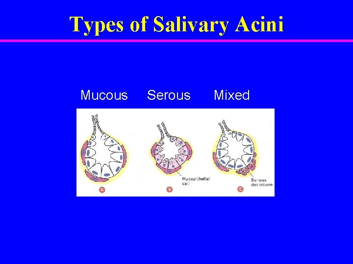 SALIVARY GLANDS Objectives By the end of the