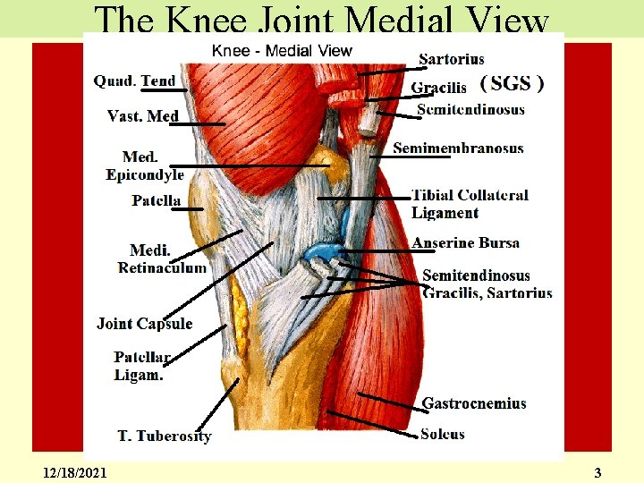 The Knee Joint 12182021 1 The Knee Joint