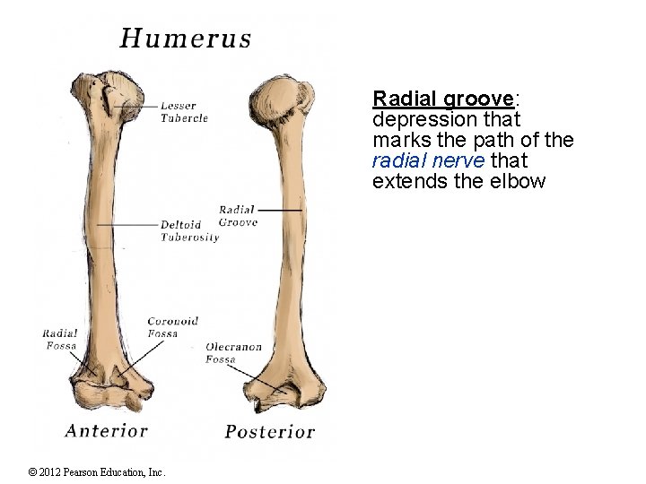 8 The Appendicular Skeleton Power Point Lecture Presentations