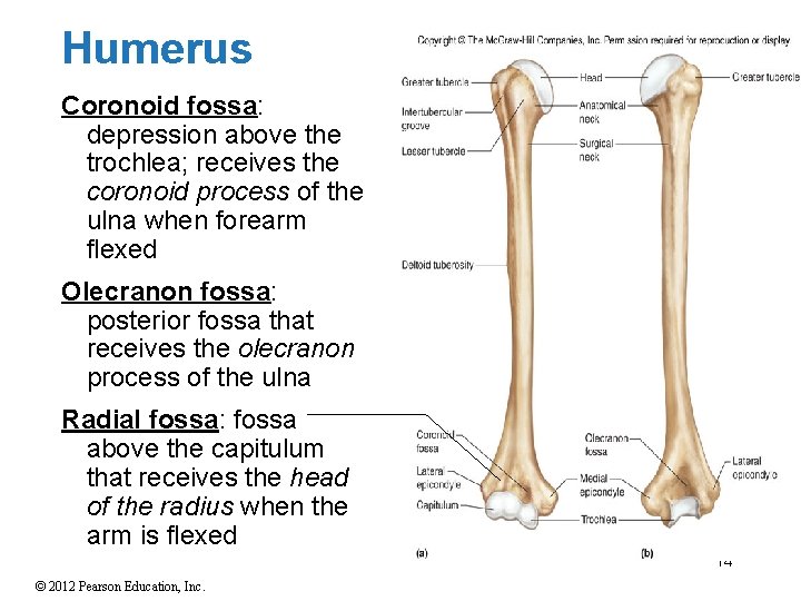8 The Appendicular Skeleton Power Point Lecture Presentations