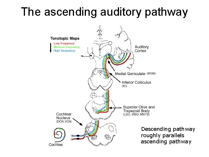 HST 722 9 044 Brain Mechanisms in Hearing