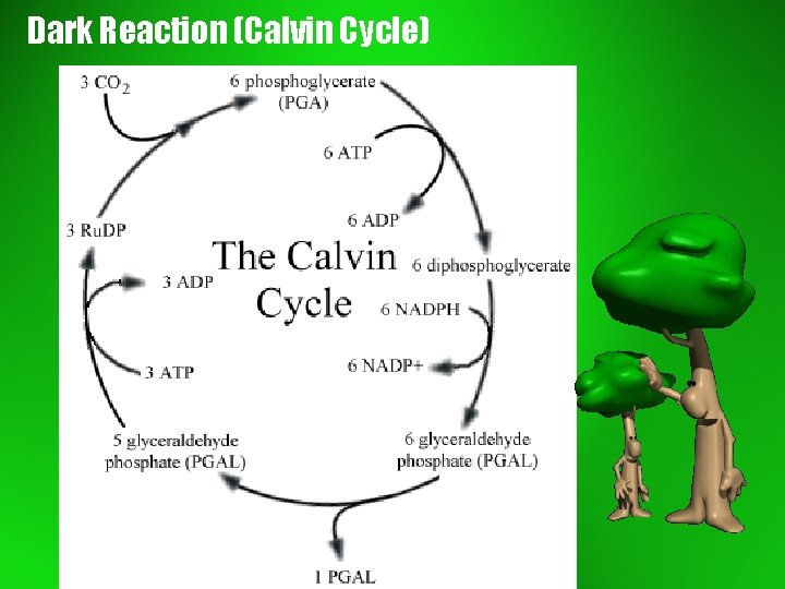 Photosynthesis Chapter 7 Overview of Photosynthesis chem rx