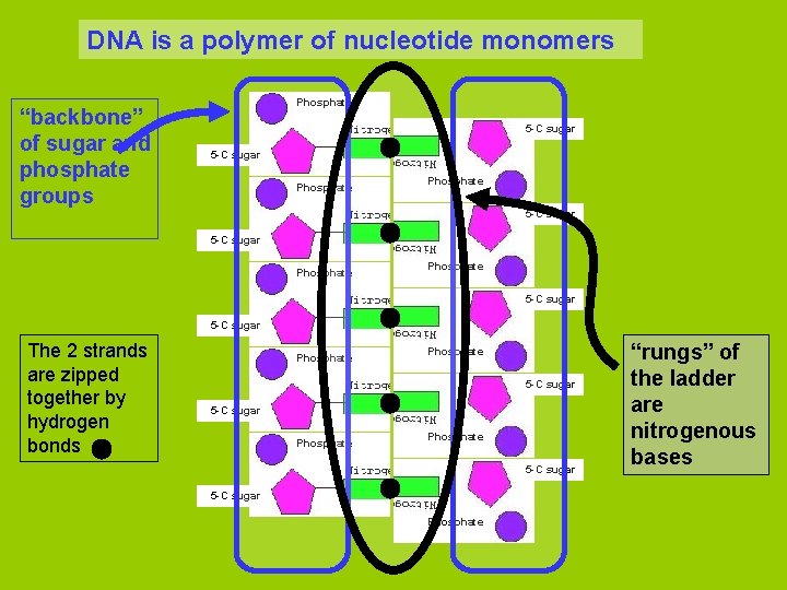 DNA Chapter 12 Lecture One Deoxyribonucleic Acid Long