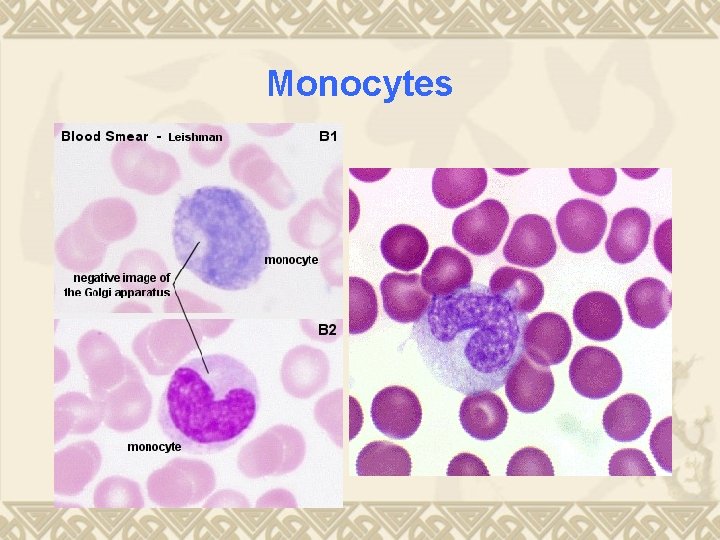 Blood Smear and Loose Connective Tissue Guanhua Huo