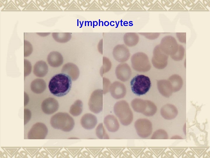 Blood Smear and Loose Connective Tissue Guanhua Huo