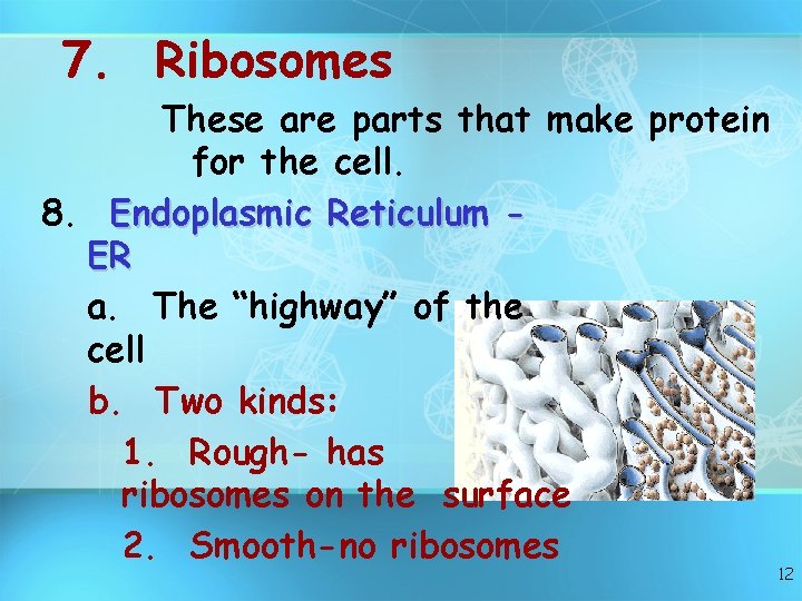 Organelles cell parts A Basics 1 Very small