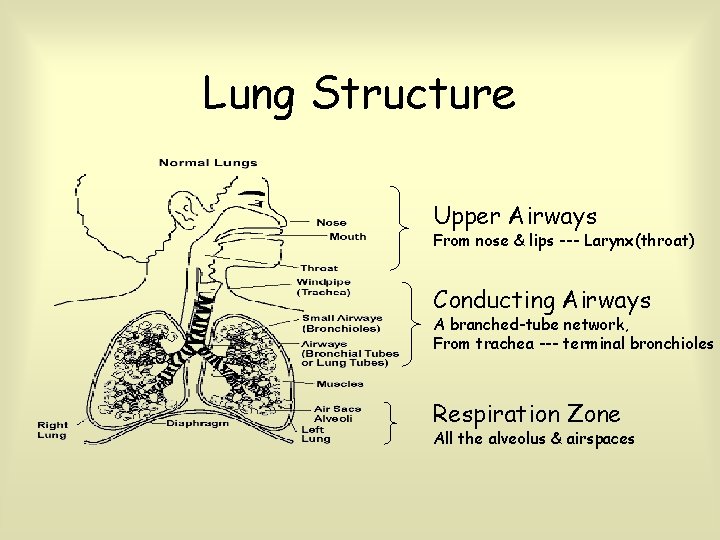 Uptaking Ozone by Lung Wenyan Yu April 24