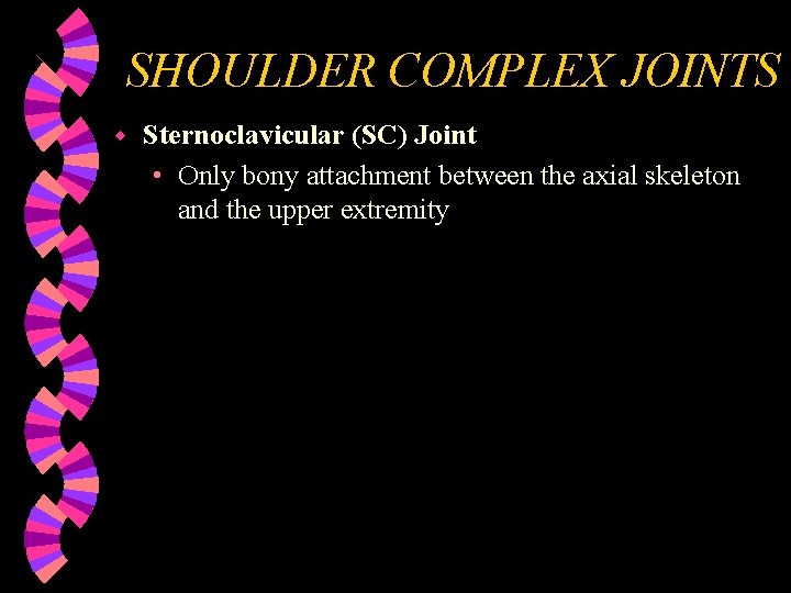 THE SHOULDER ANATOMY Bones Sternum middle of chest