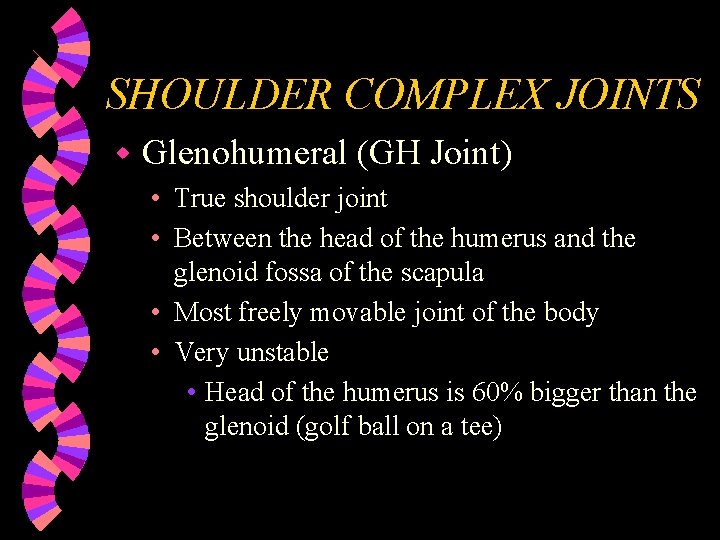 THE SHOULDER ANATOMY Bones Sternum middle of chest