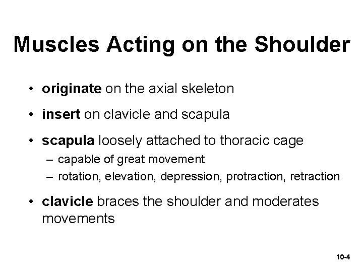 Muscles acting on the shoulder and upper limb