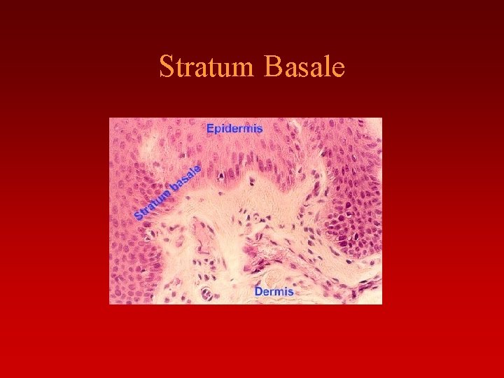 THE INTEGUMENTARY SYSTEM Skin and its Derivatives TYPES