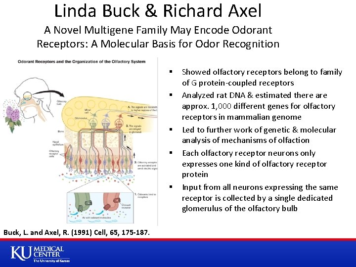History of Neurology Linda Buck Ph D 1947