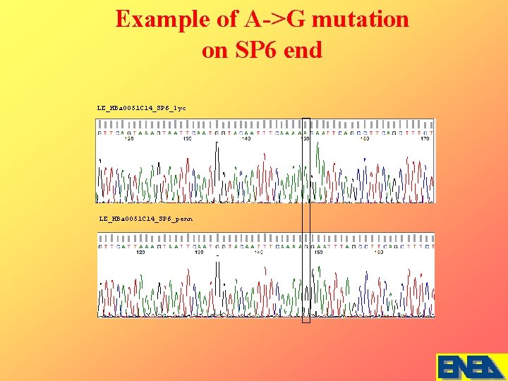 Validation of a procedure for BAC end mapping