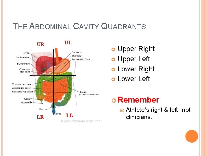 UNIT 16 ABDOMINAL THORACIC INJURIES Lesson 1 Abdominal